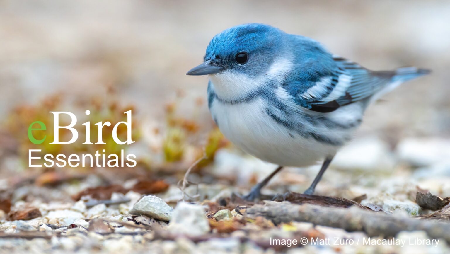 eBird Essentials - eBird Nicaragua