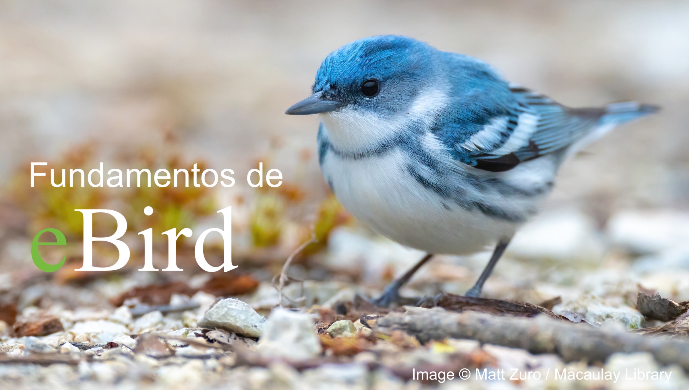 Fundamentos de eBird - eBird Central America