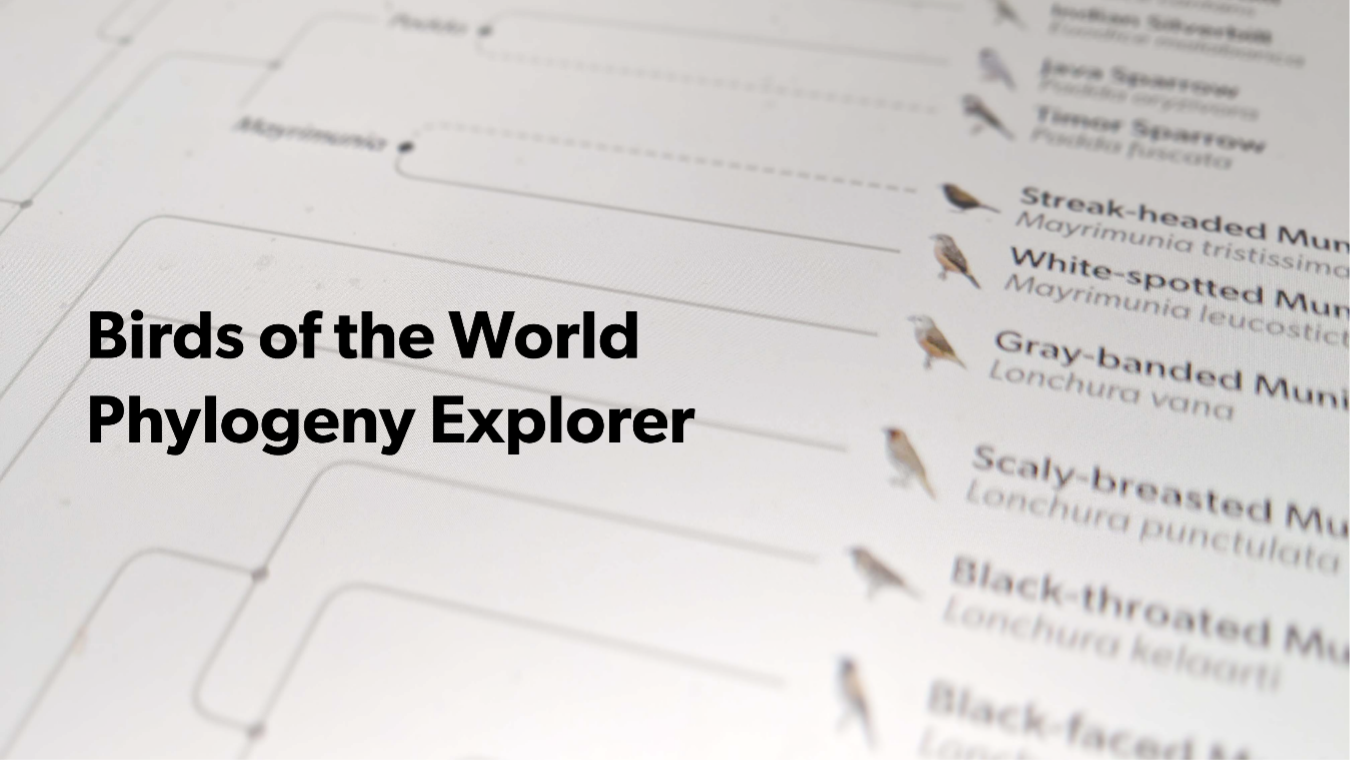 Una nueva herramienta interactiva que ilustra las relaciones evolutivas ...
