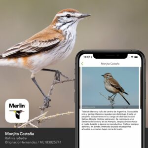Te damos la bienvenida a eBird Argentina - eBird Argentina