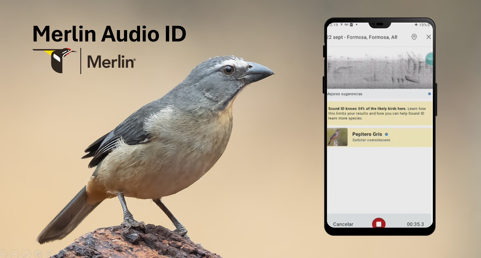 Merlin Audio ID: estado actual y cómo contribuir - eBird Argentina