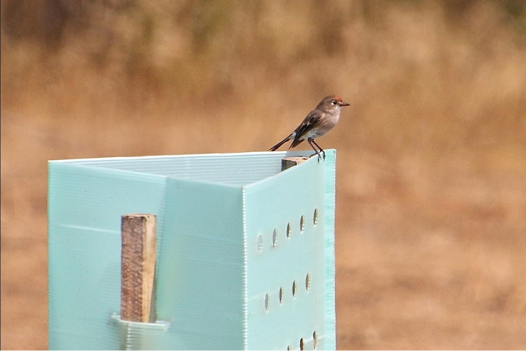 Winton Wetlands Bird Data Review 2013 to 2018 - eBird Australia