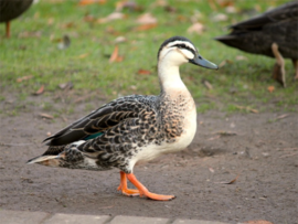 Identifying Mallard x Pacific Black Duck Hybrids - eBird Australia