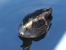 Identifying Mallard x Pacific Black Duck Hybrids - eBird Australia