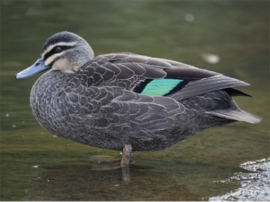 Identifying Mallard x Pacific Black Duck Hybrids - eBird Australia