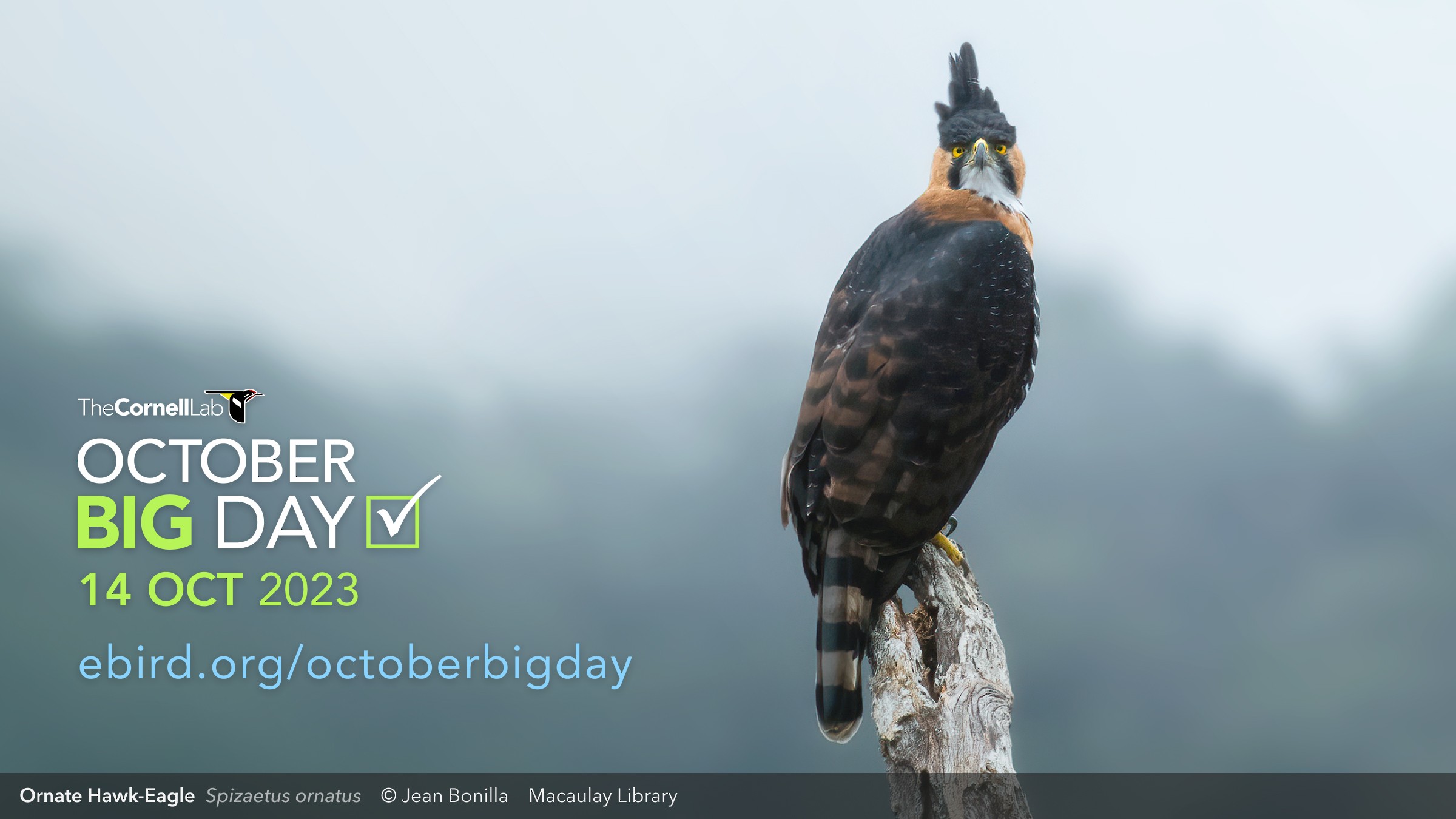 October Big Day—14 Oct 2023 - eBird Australia