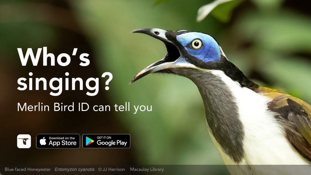 Merlin Sound ID is coming to Australia! - eBird Australia