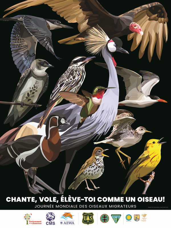 Le 8 mai, participez au Big Day mondial - eBird Quebec