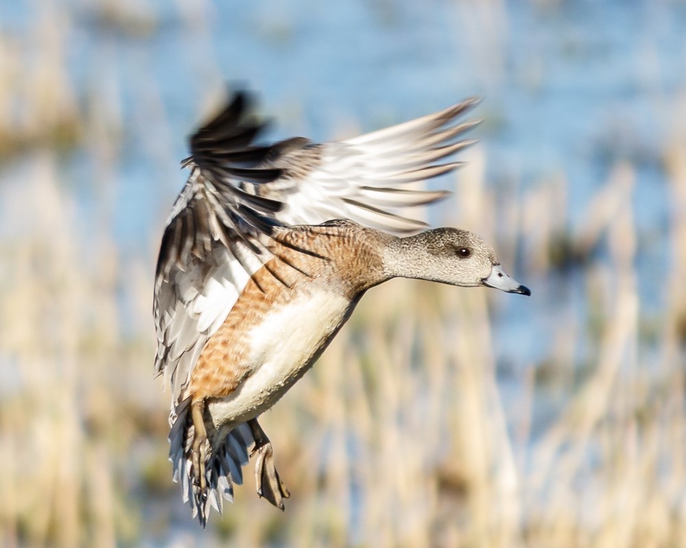 American Wigeon -- Breeding into the North - eBird Oregon