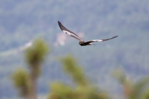 News - eBird Portugal