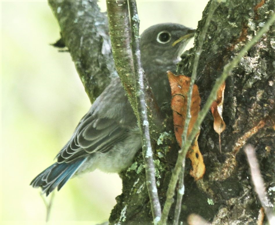 A State First: Mountain Bluebird Pairs with Eastern Bluebird and ...