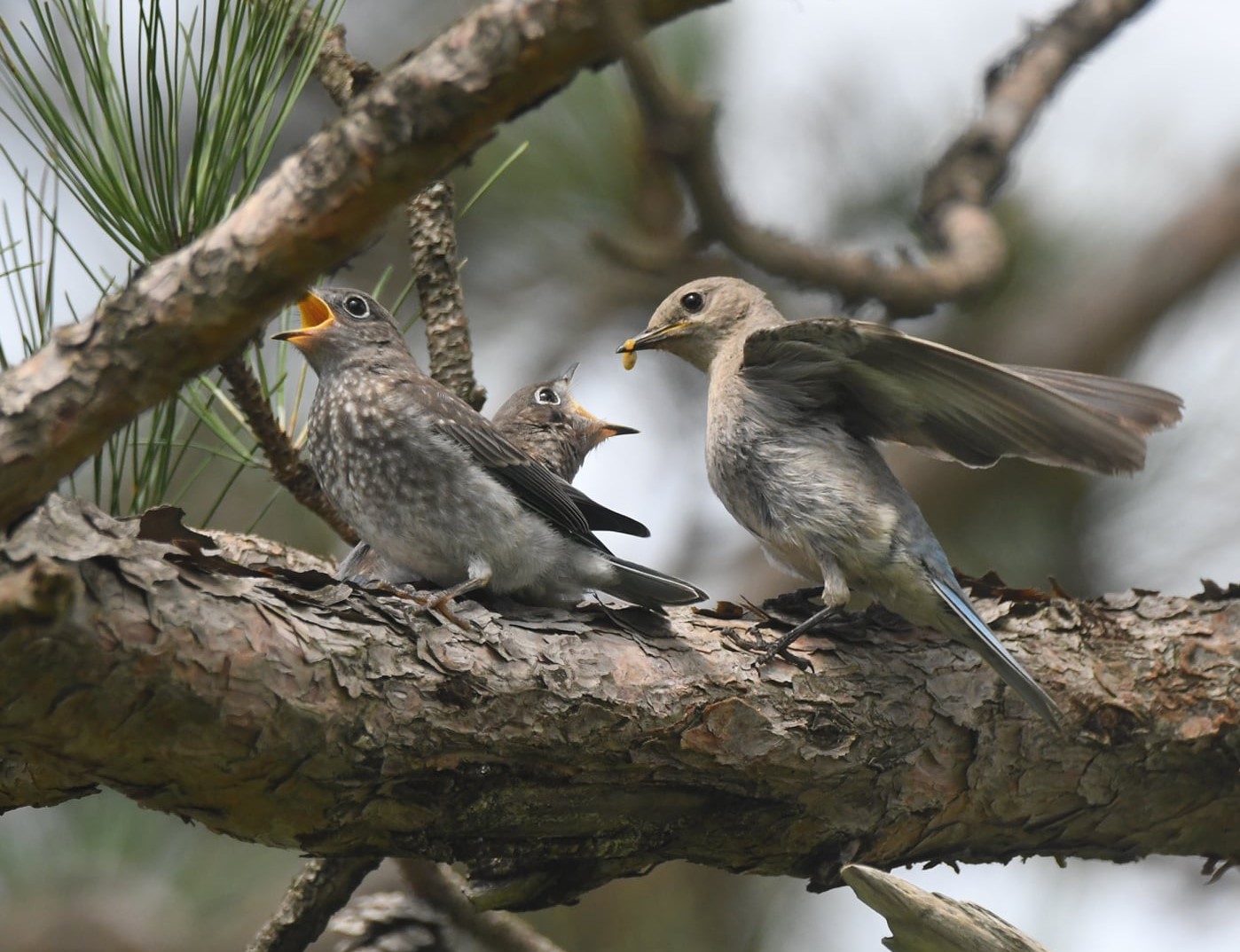 A State First: Mountain Bluebird Pairs with Eastern Bluebird and ...