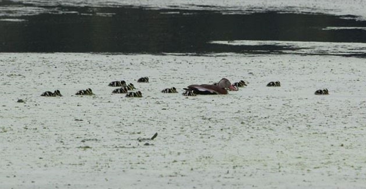 First confirmation of Black-bellied Whistling-Duck nesting in Wisconsin ...