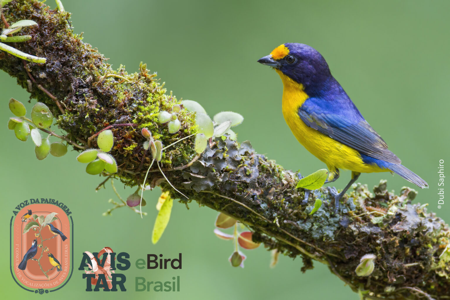 Patos, Paraíba, Brazil - eBird