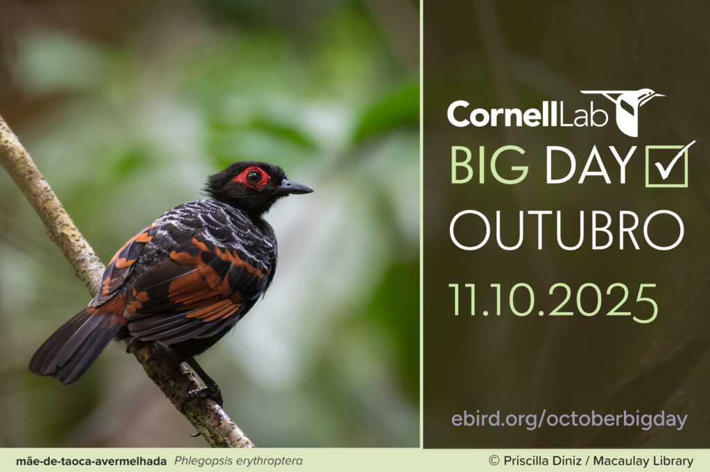 Global Big Day - 11 de Outubro 2025 - eBird Brazil