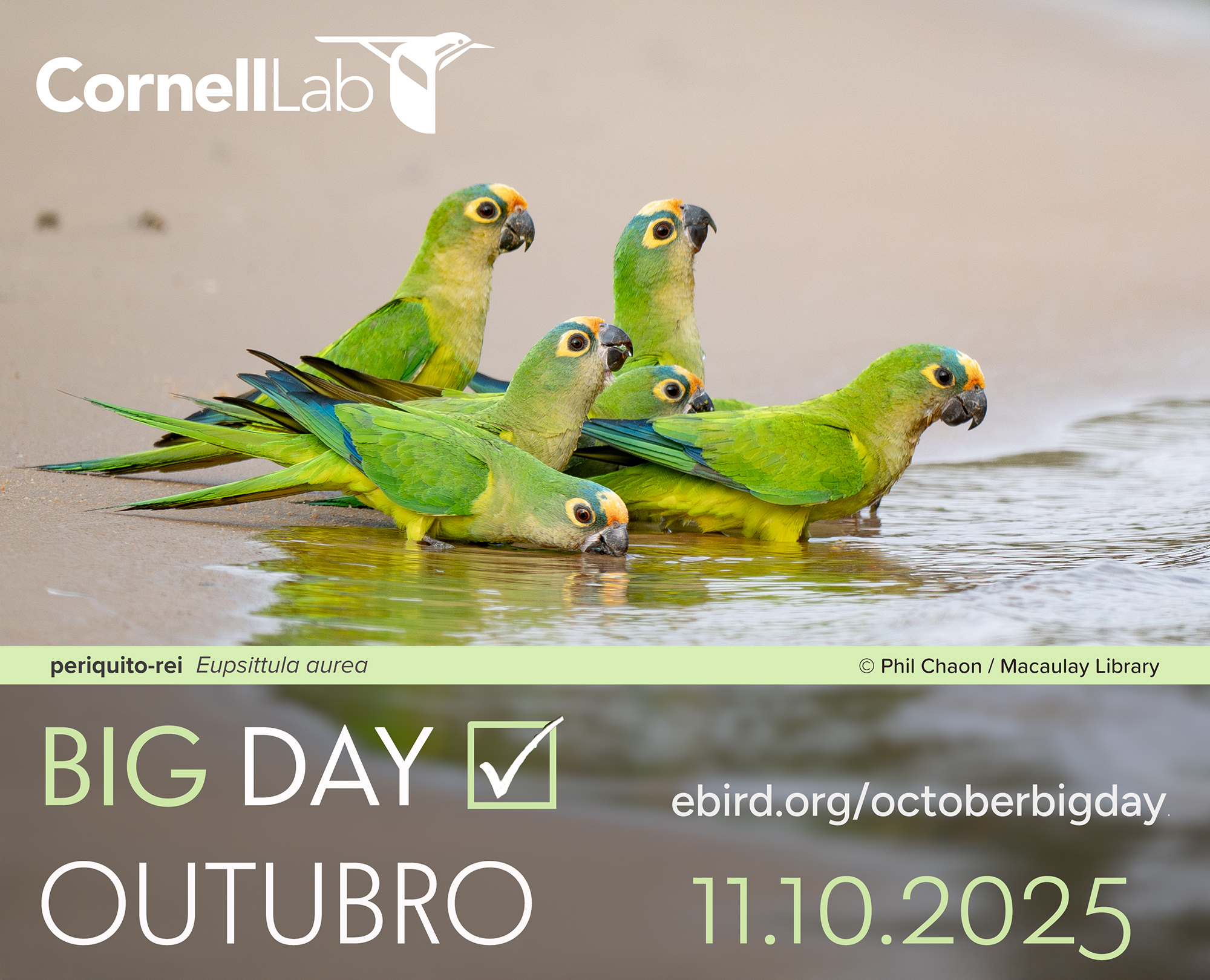 7 Dias para o October Big Day 2025 - eBird Brazil
