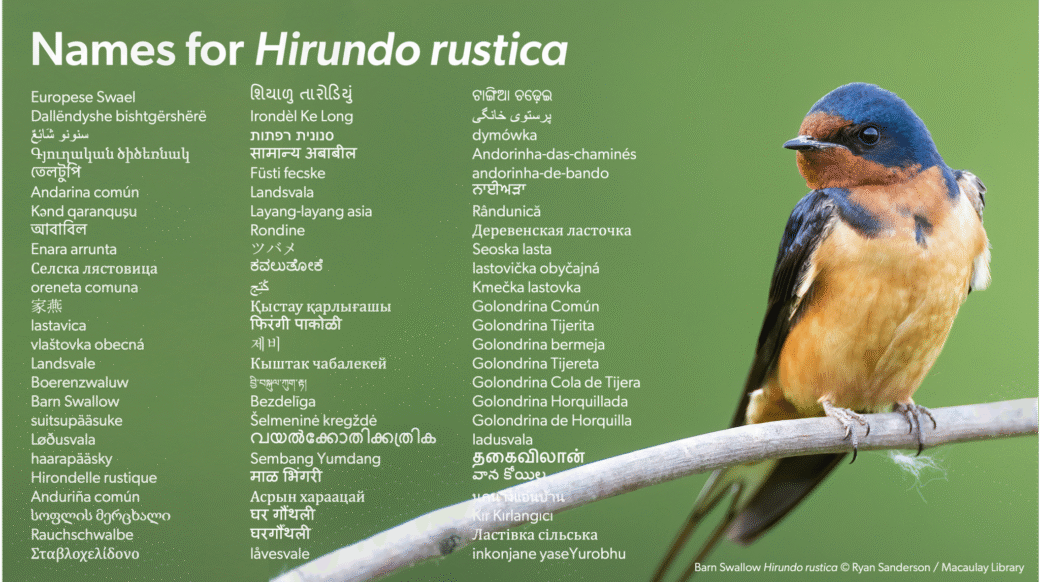 Retrospectiva de 2025 - eBird, Merlin, Macaulay Library e Birds of the ...