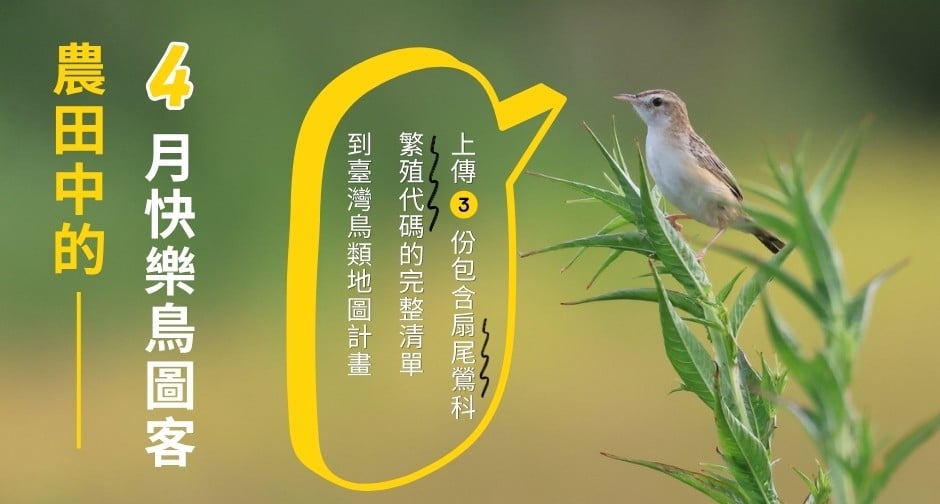 2026 快樂鳥圖客4月挑戰 － 來記錄扇尾鶯科小鳥的繁殖代碼 - eBird Taiwan