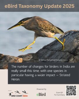 What's On in November - eBird India
