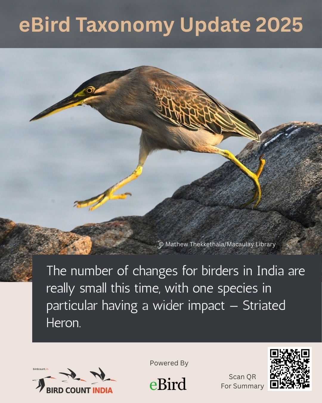What's On in November - eBird India