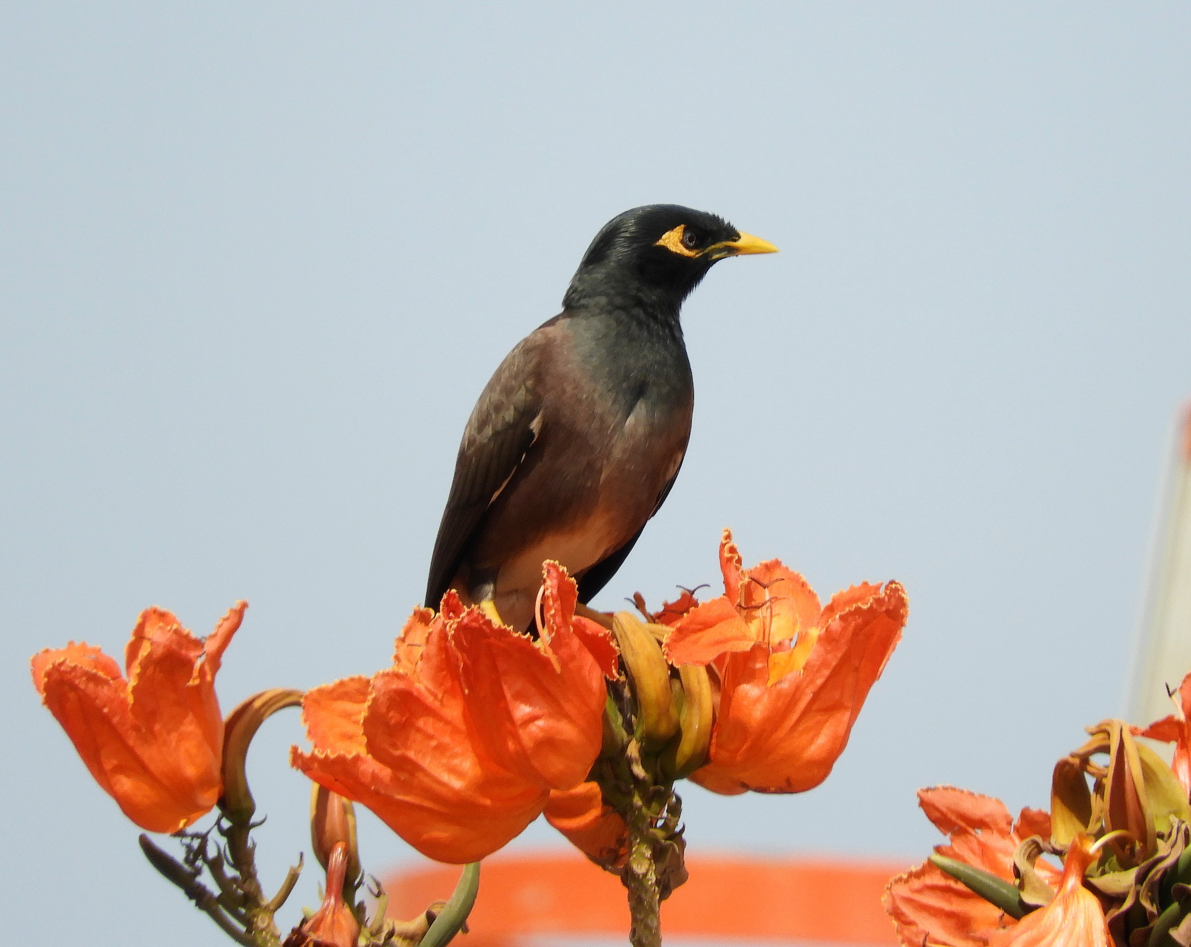 Online resources to enjoy birds from your home - eBird India