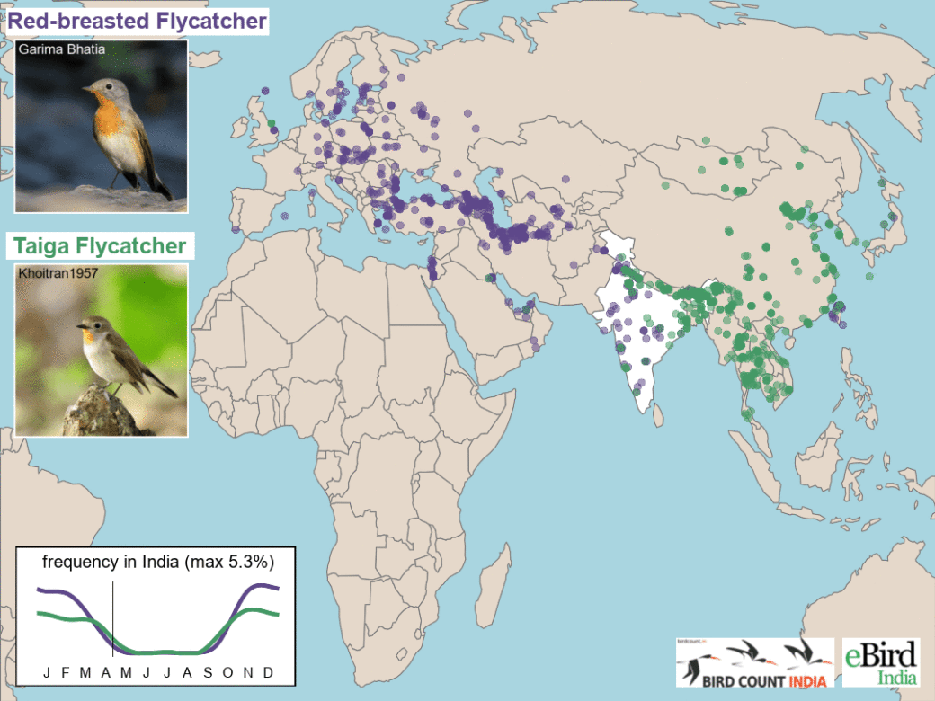 What's On in December - eBird India