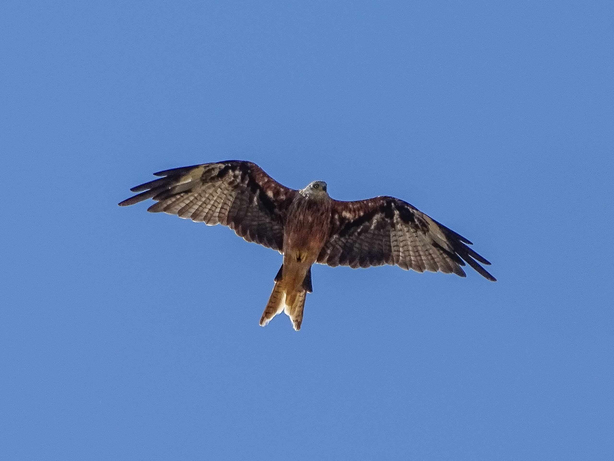Censo de milano real invernante en España. Enero de 2026 - eBird Spain