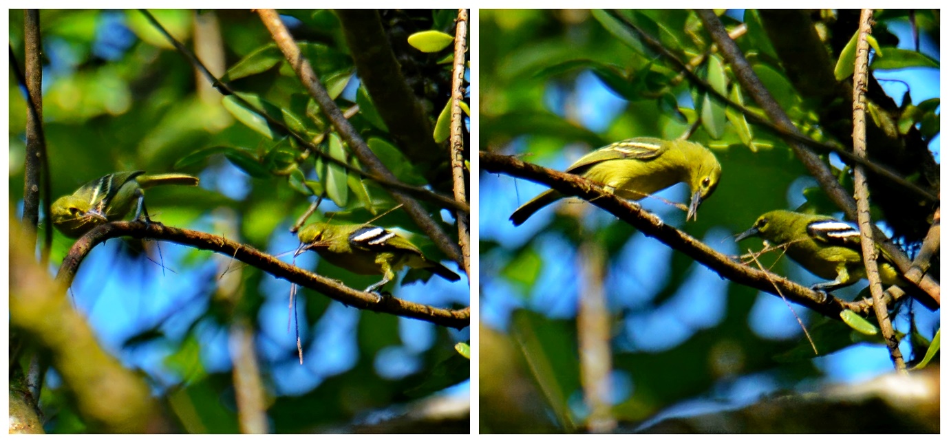 Breeding Ecology of the Green Iora - eBird Malaysia
