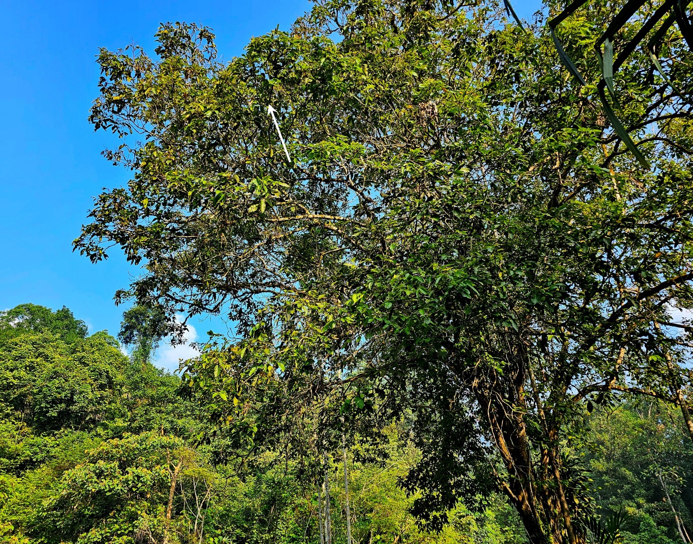 Breeding Ecology of the Green Iora - eBird Malaysia