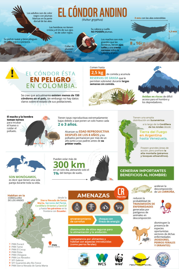 En busca del Cóndor de los Andes en Colombia - eBird Colombia