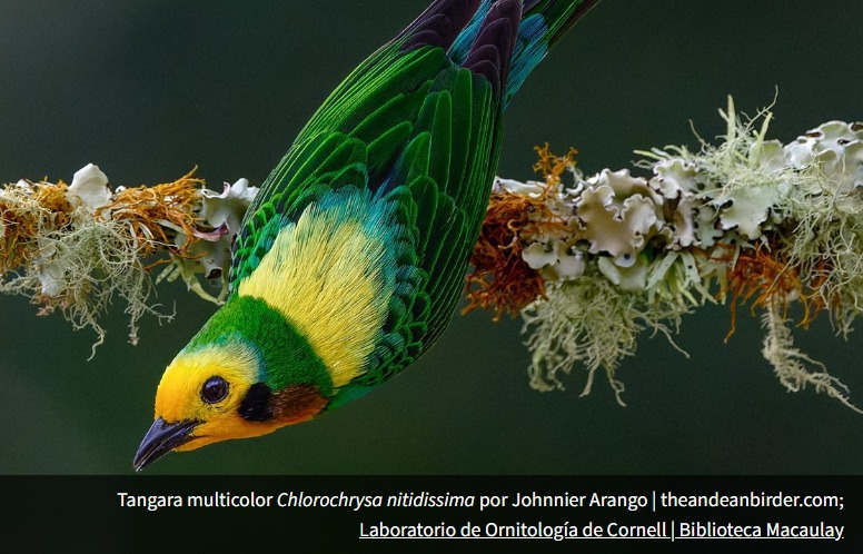 AviList: La Lista Global Unificada de las Aves del Mundo - eBird Colombia