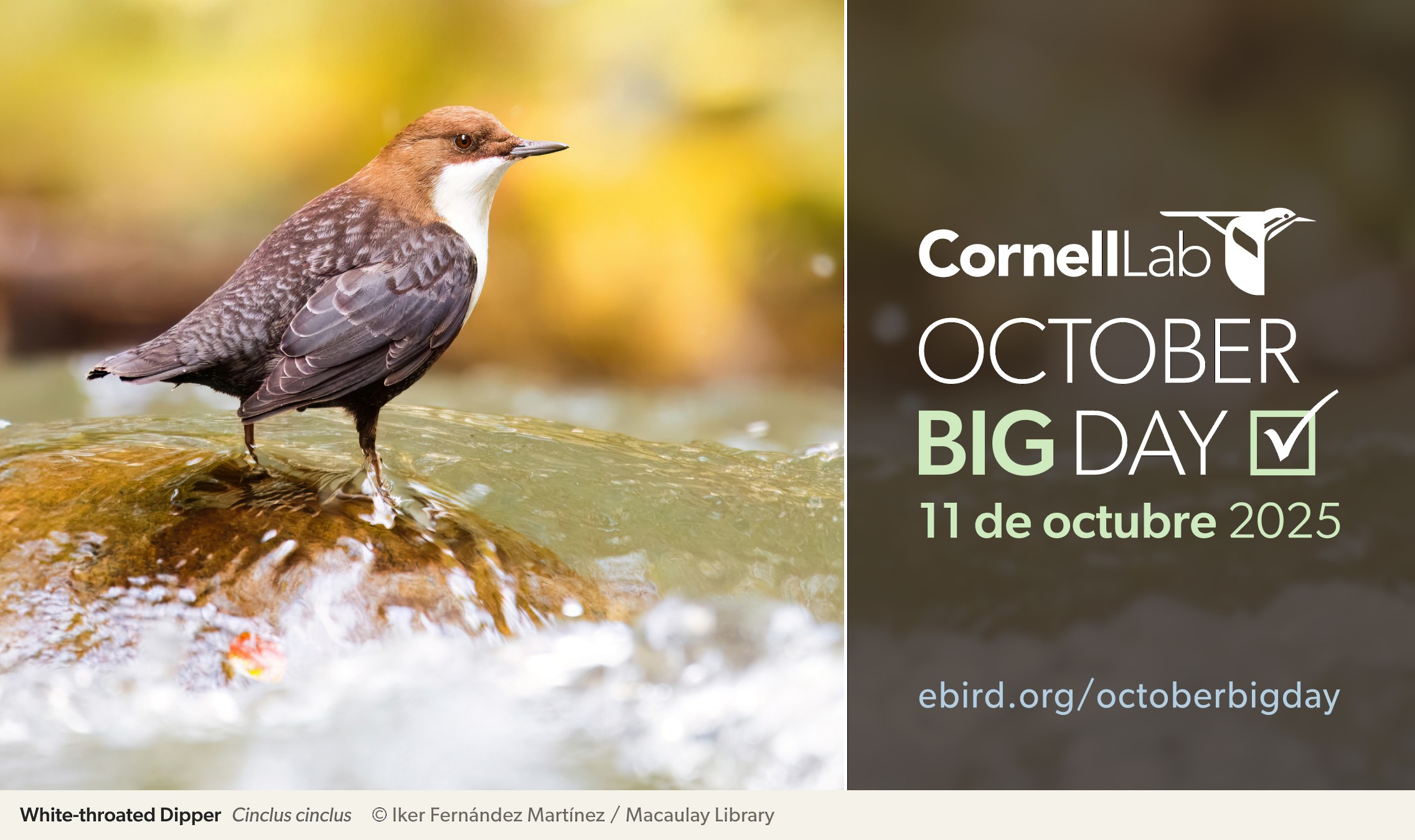October Big Day—11 octubre de 2025 - eBird Colombia