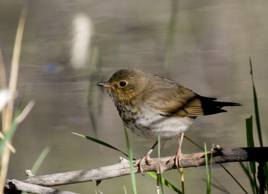 Hot On The Trail Of Swainson’s Thrushes - eBird Montana