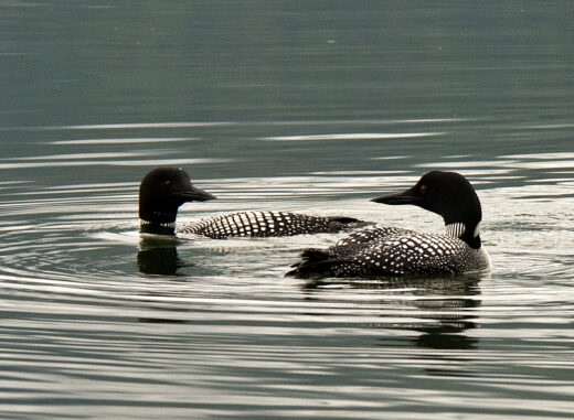 Alcids: Jack Of All Trades, Master Of Some? - eBird Montana