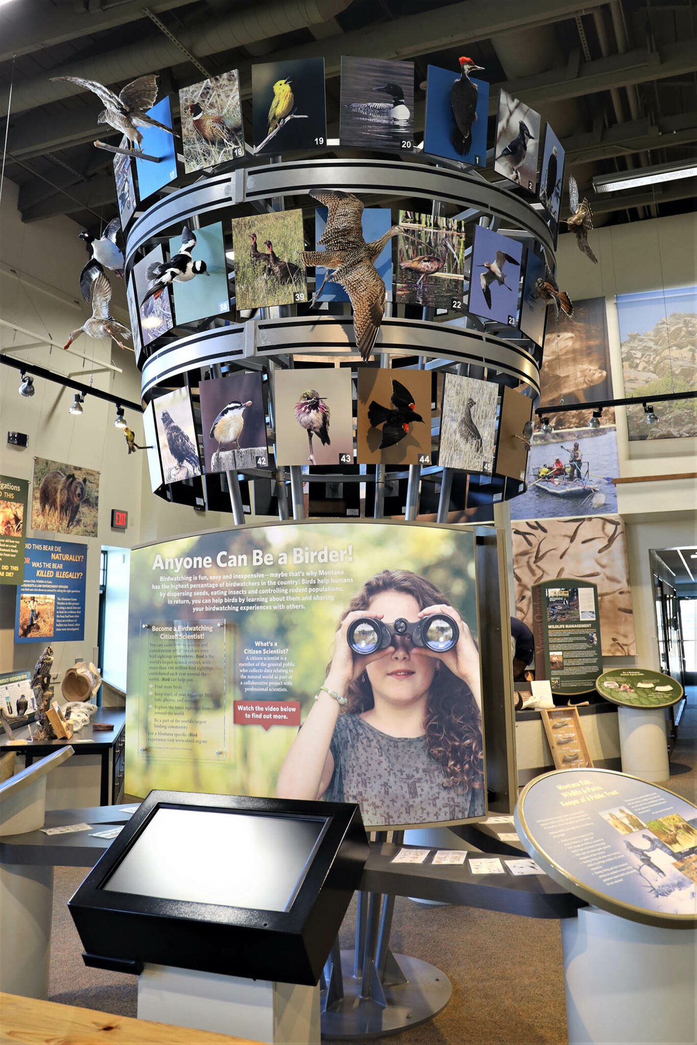 New Exhibit At The Montana WILD Center - eBird Montana