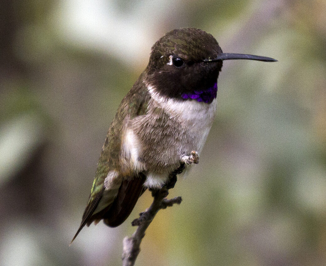 Montana’s Prominent Pollinator: The Hummingbird - eBird Montana