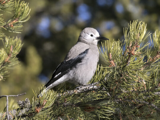 Clark’s Nutcrackers: Last call for Whitebark Pines? - eBird Montana