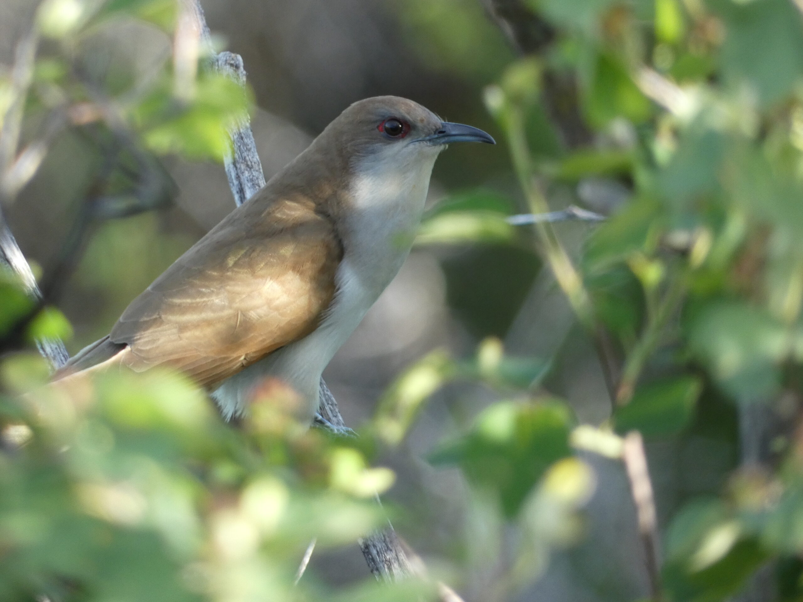 Learning the Secrets of the Secretive Black-Billed Cuckoo - eBird Montana