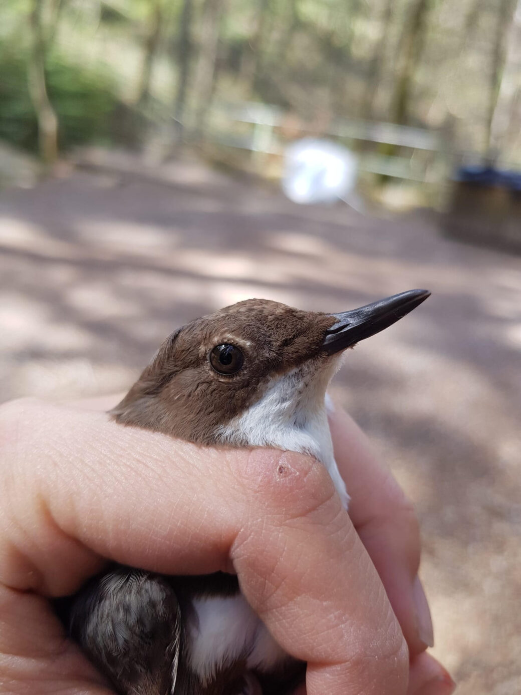 Introducing a new bird to the flock: UM Professor Dr. Thomas Riecke ...