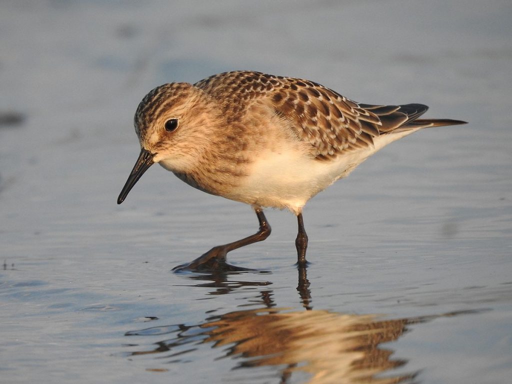 Sandhill Cranes and Baird’s Sandpipers: Lake Helena part 3 - eBird Montana