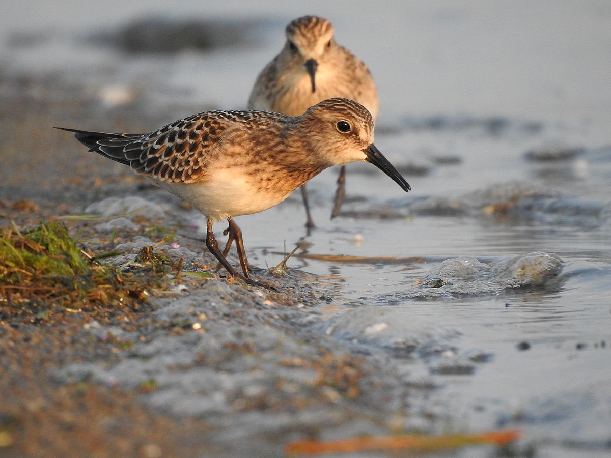 Sandhill Cranes and Baird’s Sandpipers: Lake Helena part 3 - eBird Montana