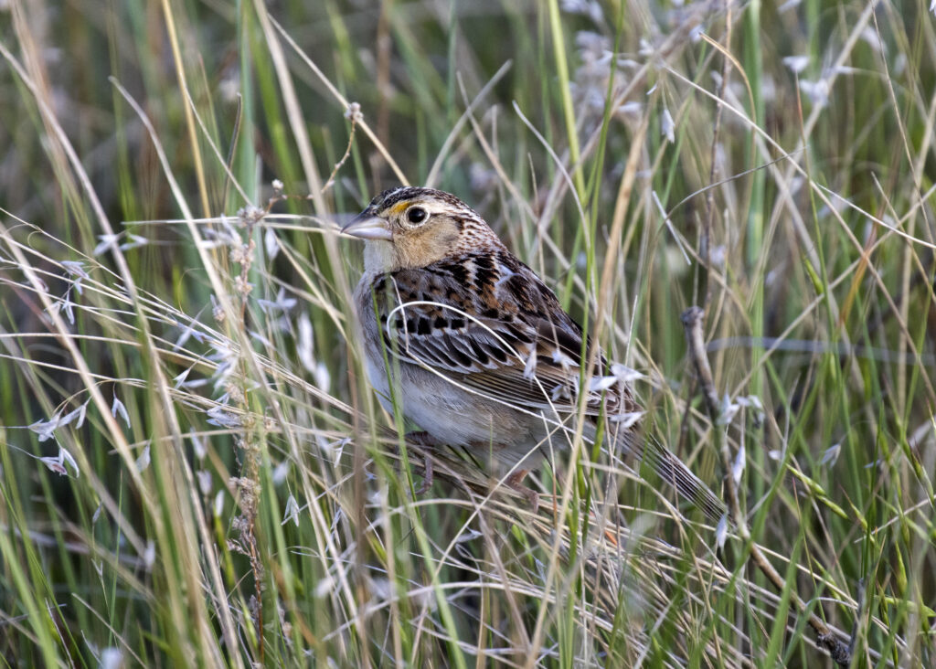 Tracking Montana’s Grassland Birds: Research and Restoration in the Bitterroot Valley - eBird ...