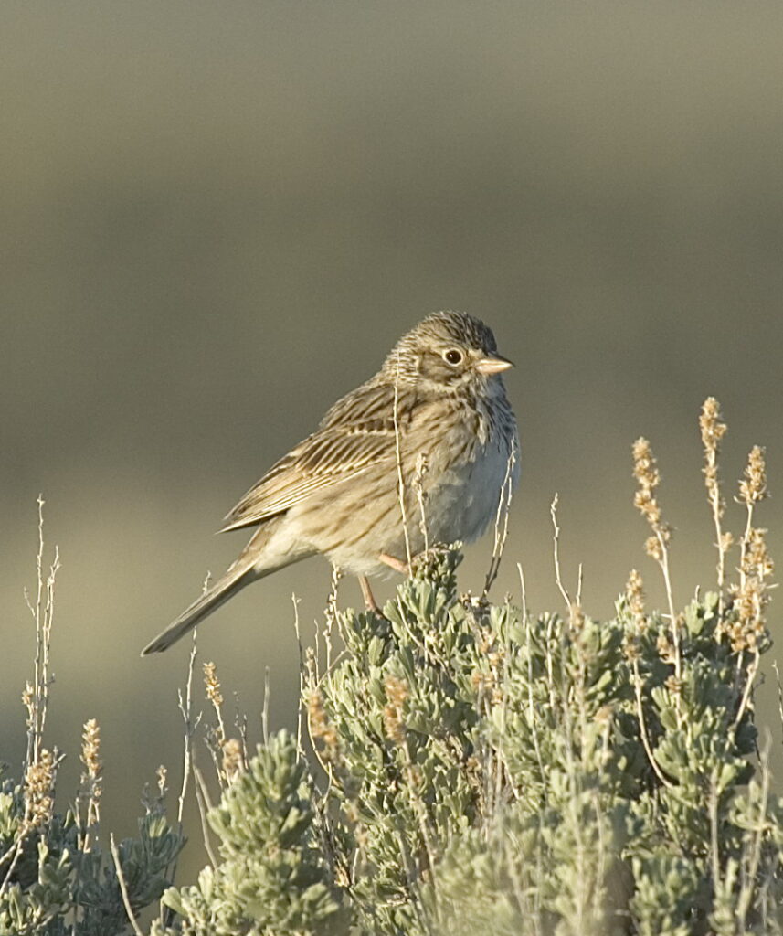 Tracking Montana’s Grassland Birds: Research and Restoration in the Bitterroot Valley - eBird ...