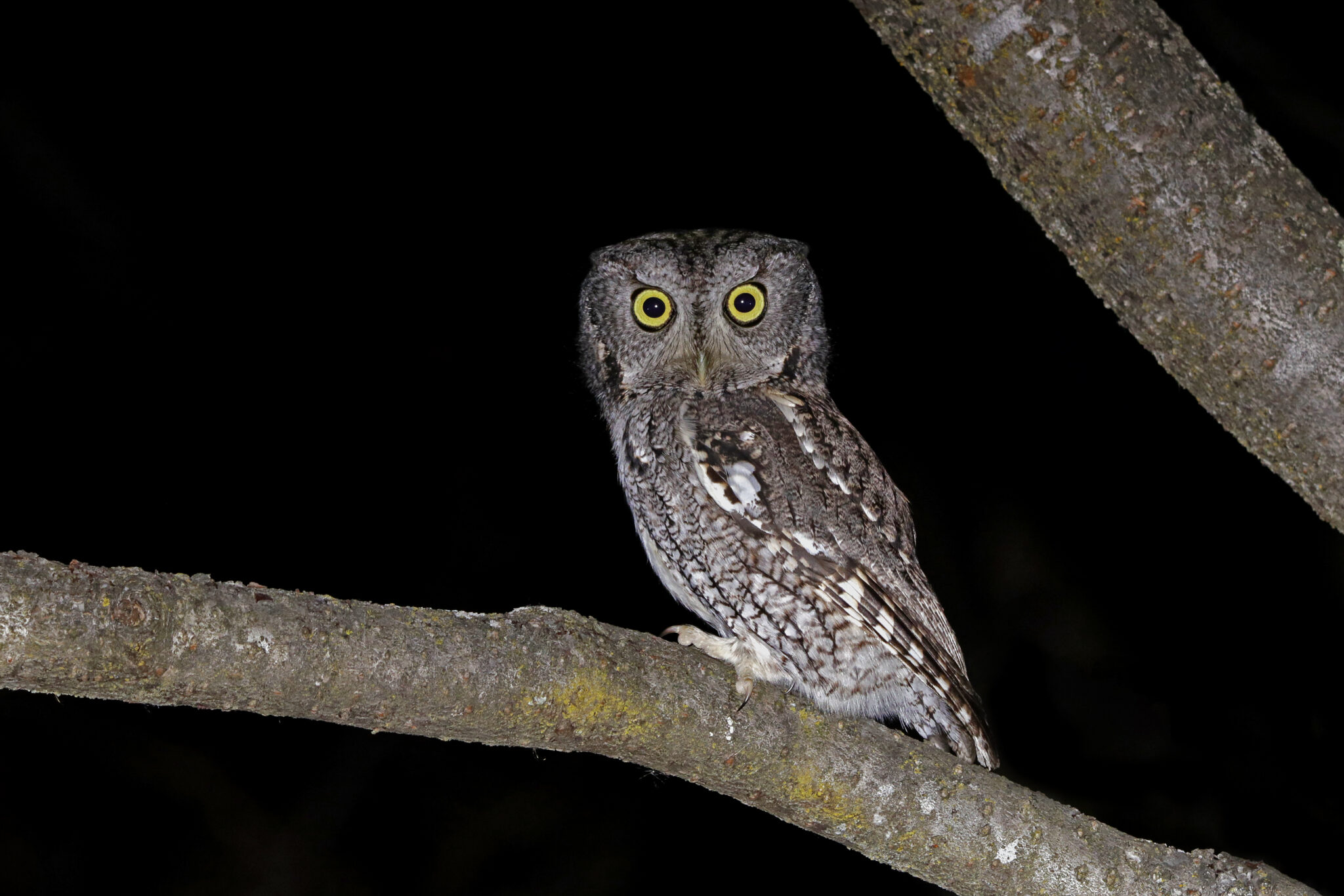 Citizen Science in Action: 2024 Pilot Survey of Montana’s Screech-Owls ...