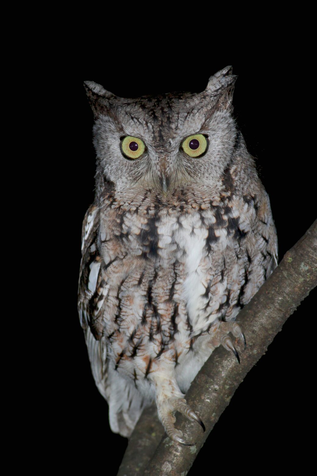Citizen Science in Action: 2024 Pilot Survey of Montana’s Screech-Owls ...