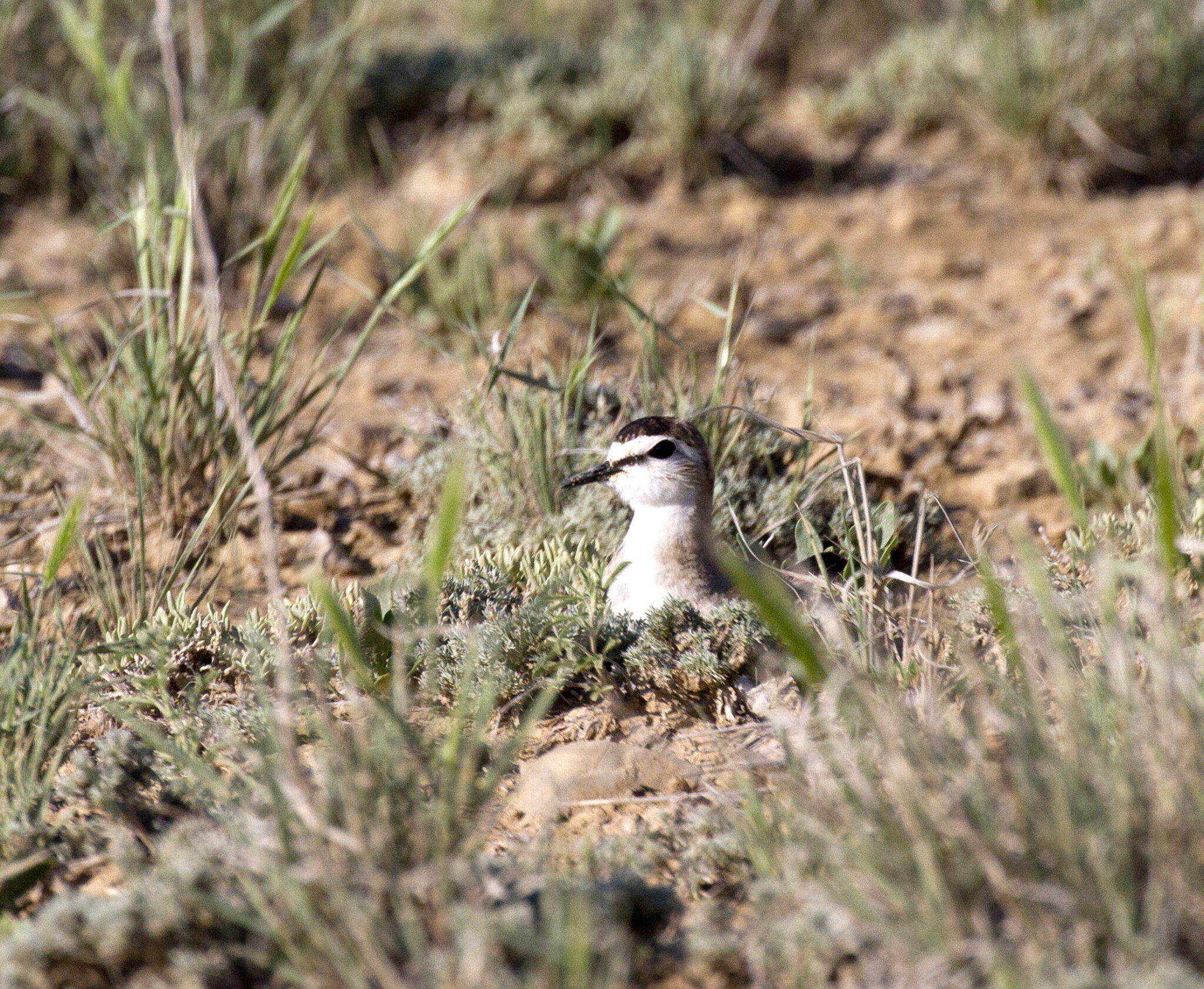 Filling the Gaps with Prairie Bird Bingo - eBird Montana