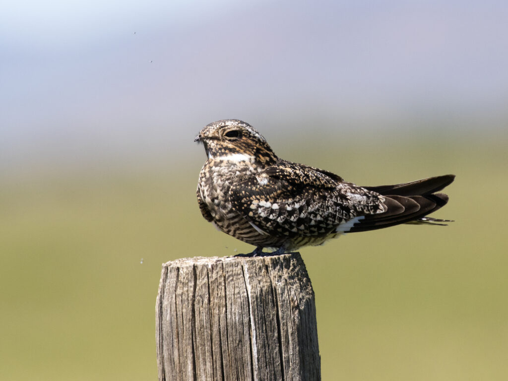Montana Bird Festival to Highlight Avian Migration Research - eBird Montana