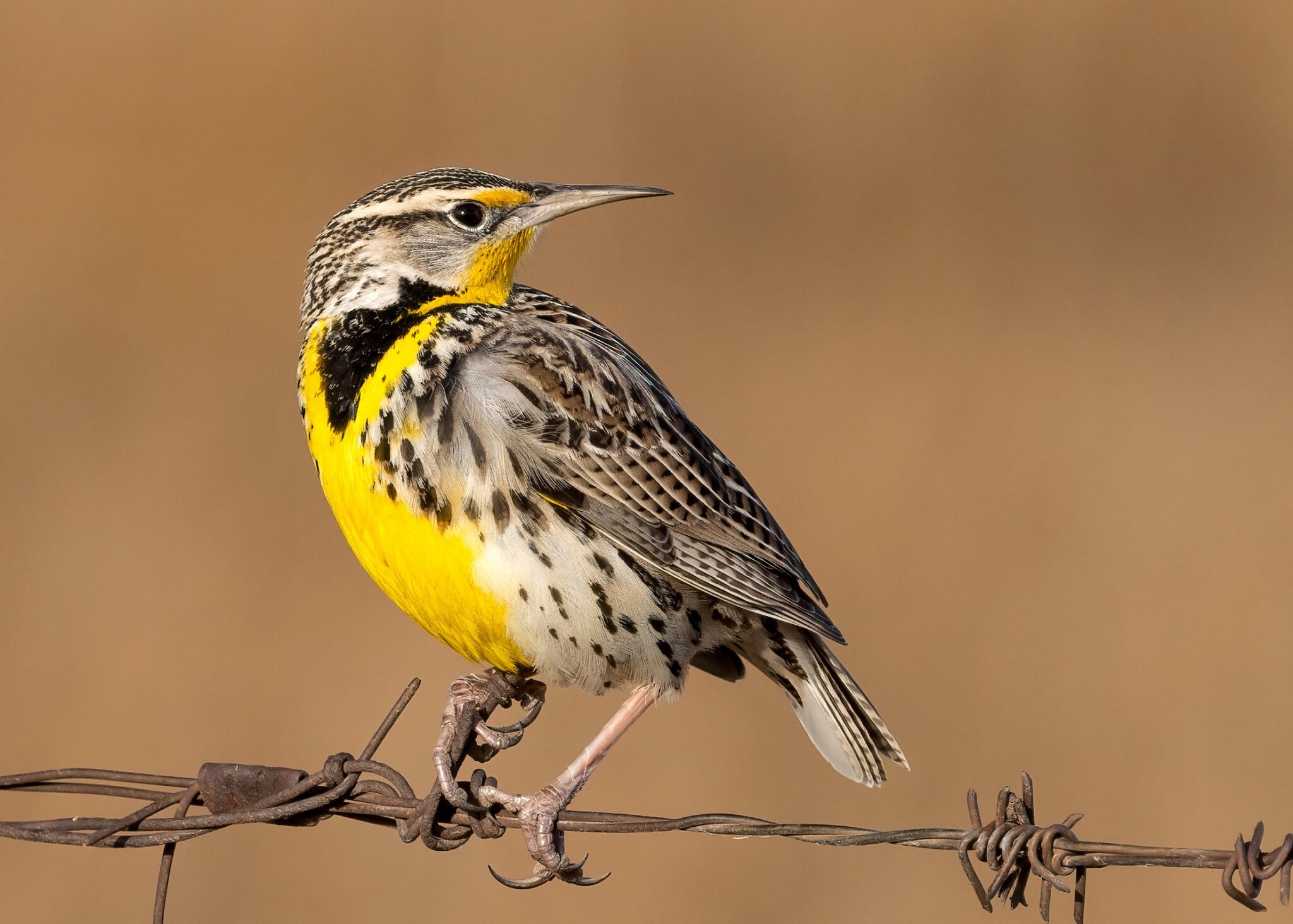 Prairie Bird Bingo Is Back! - eBird Montana