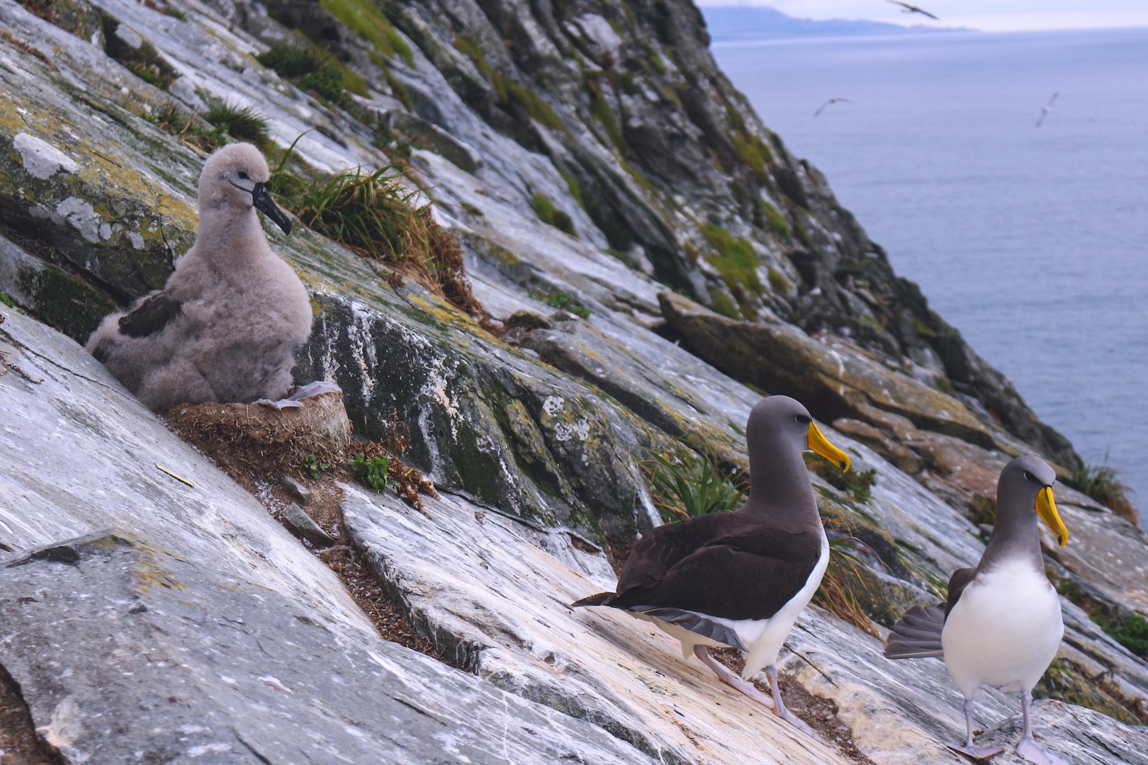 Checklists From Remote Locations - New Zealand Bird Atlas