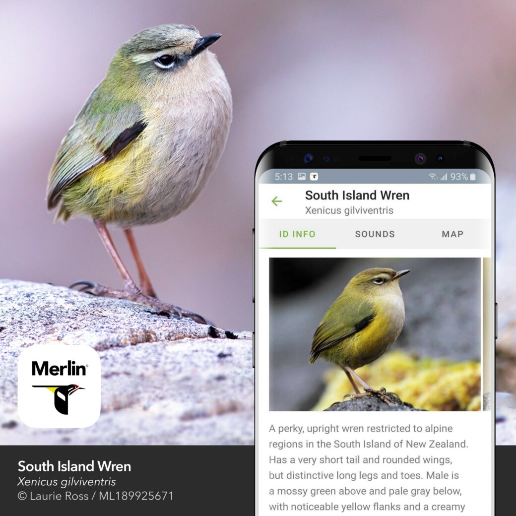 Merlin ID comes to New Zealand - New Zealand Bird Atlas